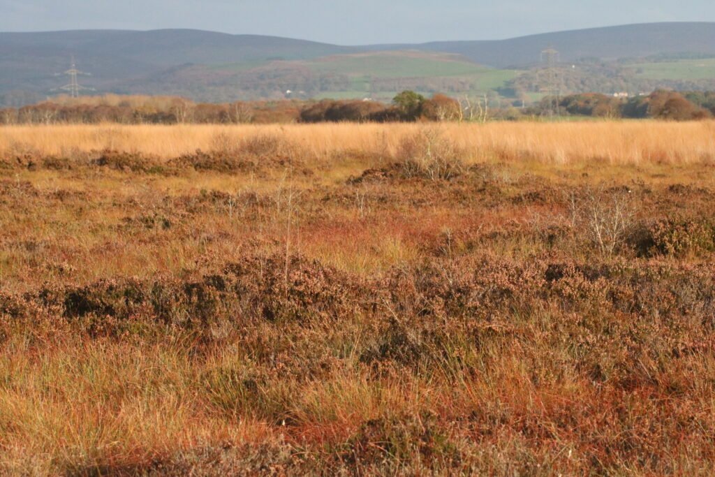 Habitat Survey | Leading Habitat Consultant | Styles Ecology