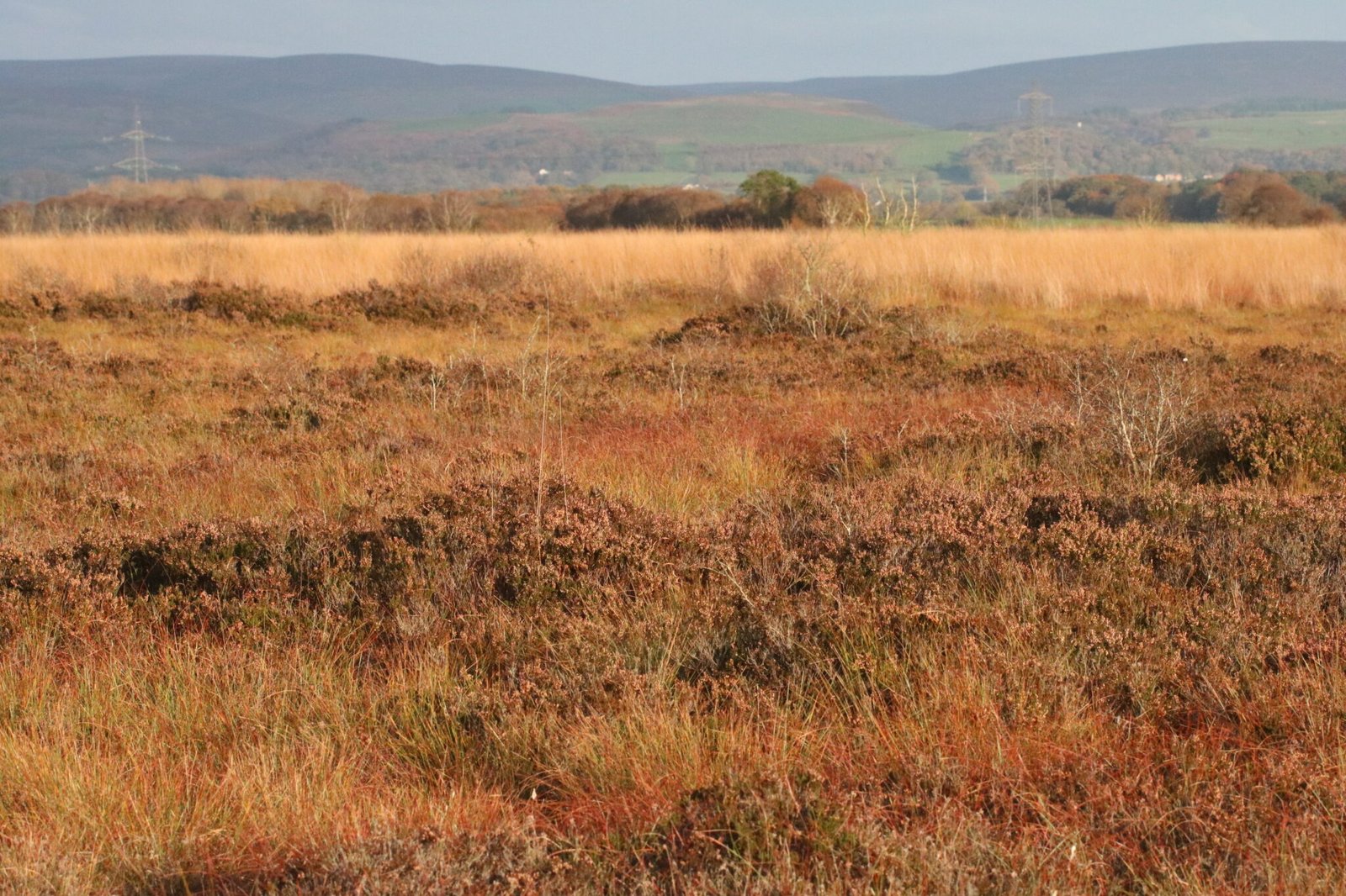 Ecological Consultancy | Biodiversity & Ecological Consultant | Styles ...